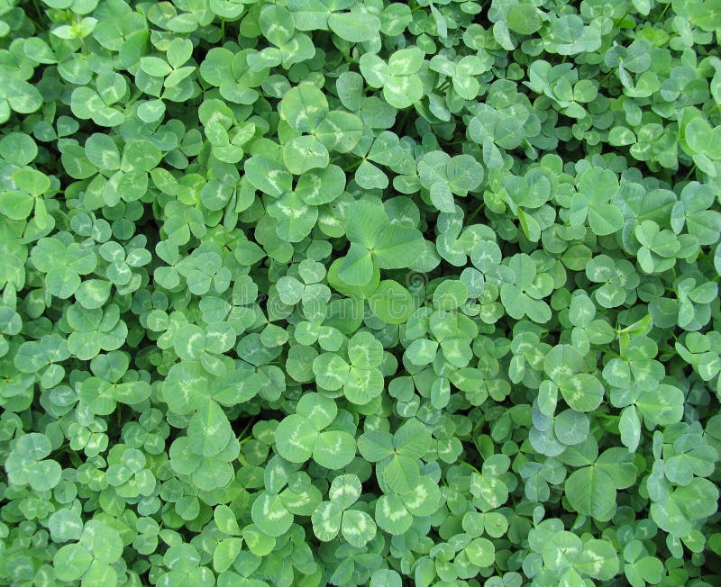 Closeup of clover stock image. Image of lucky, fresh, country - 8009793
