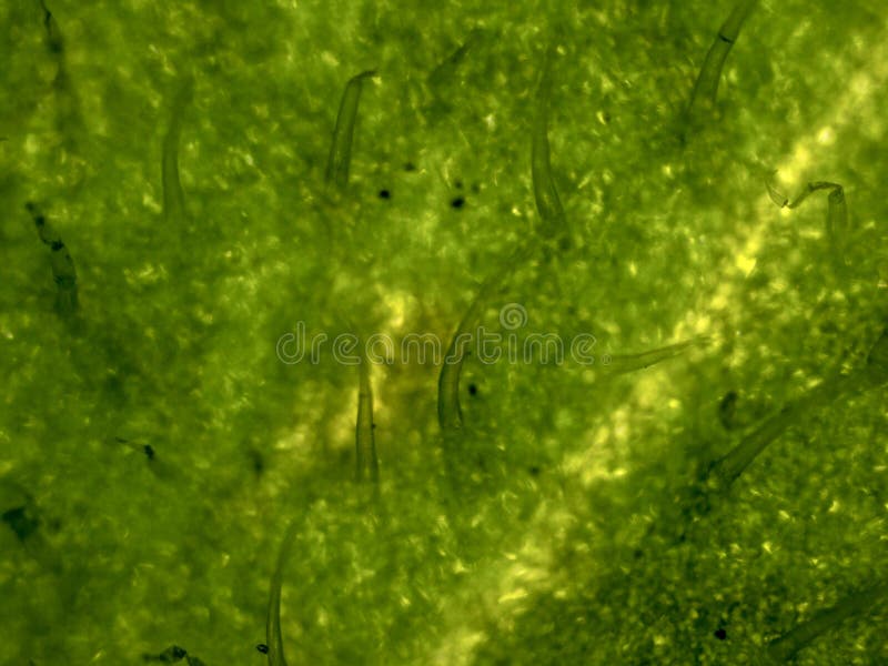 Clover under microscope stock image. Image of nature - 133885437