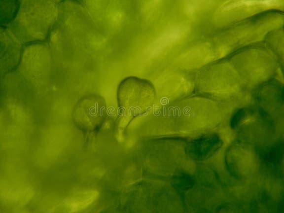 Closeup of Clover Leaf on Microscope Stock Photo - Image of trefoil ...