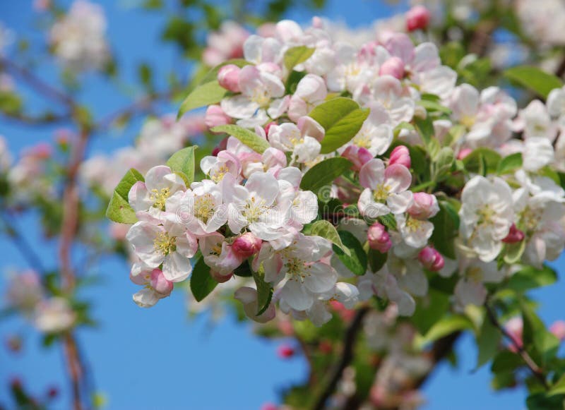 Closeup of a Cluster of Crab Apple Blossom Stock Photo - Image of bloom ...