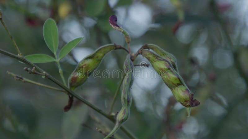 Closeup of a Cluster of Pigeon Peas Fruit (Legume) in the Tree with ...