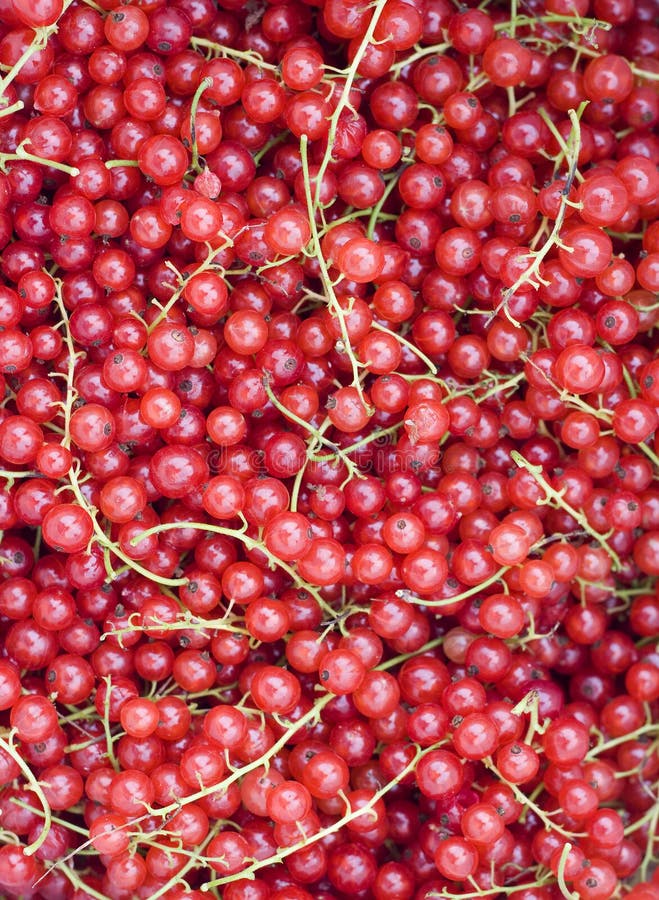 Closeup of a Cluster of Redcurrants Stock Image - Image of closeup ...