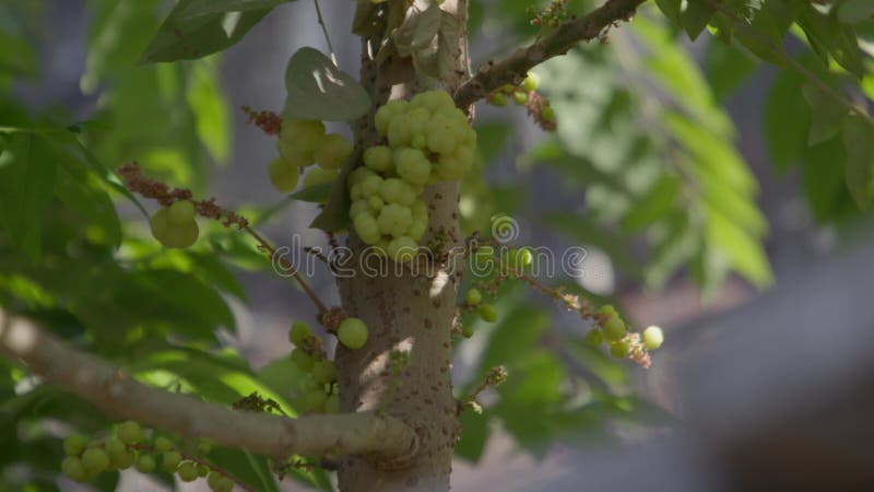 Closeup of a Cluster of Star Gooseberry (Phyllanthus Acidus) Fruit in ...