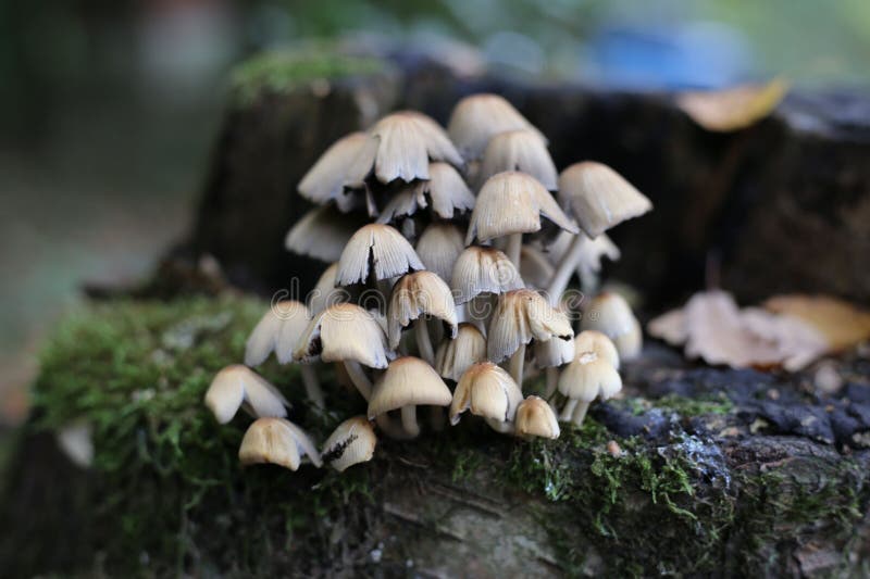 Closeup of a Cluster of Toadstools in Various Sizes Growing in a Grassy ...