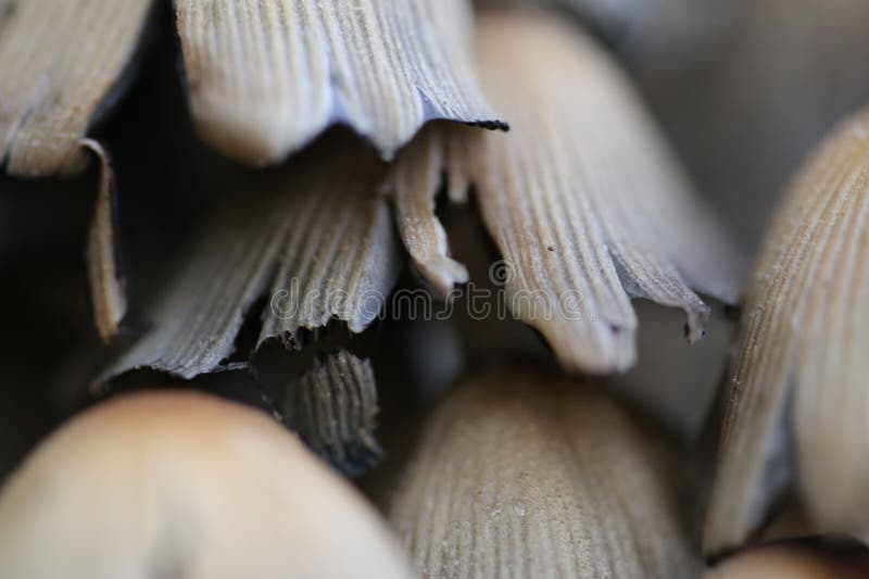 Closeup of a Cluster of Toadstools in Various Sizes Growing in a Grassy ...