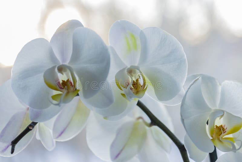 White orchids stock photo. Image of group, closeup, cluster - 114187922
