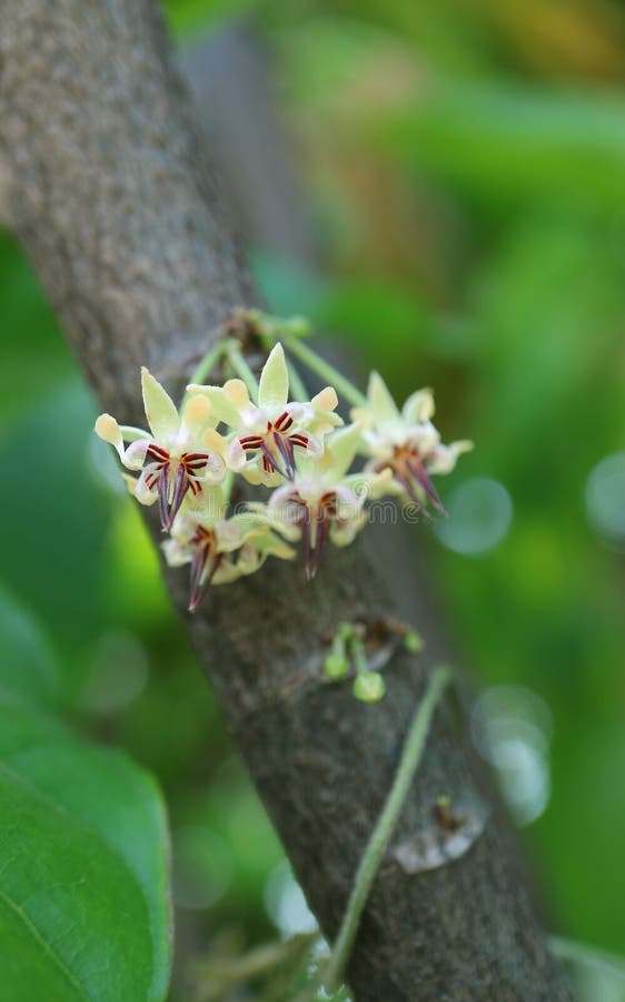 Closeup of a Clusters of Cacao Flowers Blooming Directly from Their ...