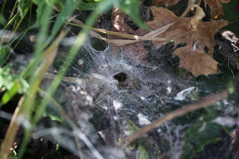 Closeup of a Cobweb with a Trapped Insect. Stock Image - Image of ...