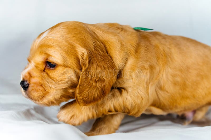 Closeup Cocker Spaniel Puppy Dog Goes on White Cloth. Front View Stock ...