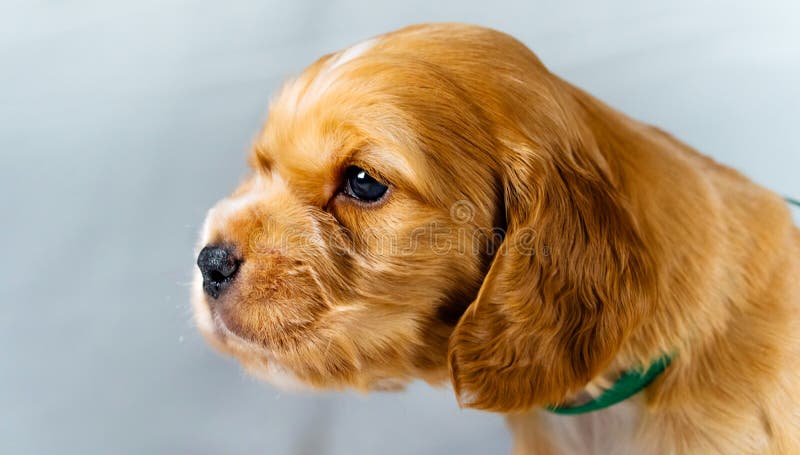 Closeup Cocker Spaniel Puppy Dog`s Head on a White Cloth. Side View ...