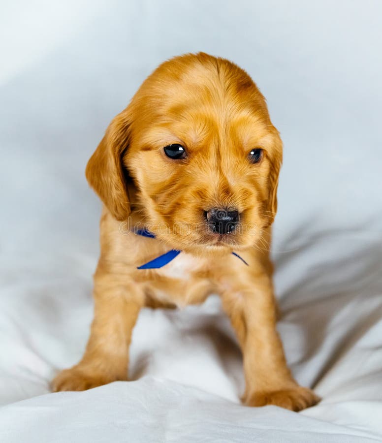 Closeup Cocker Spaniel Puppy Dog Seating on White Cloth Stock Photo ...