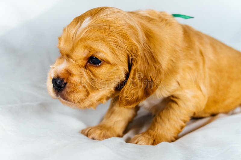 Closeup Cocker Spaniel Puppy Dog Seats on White Cloth. Side View Stock ...
