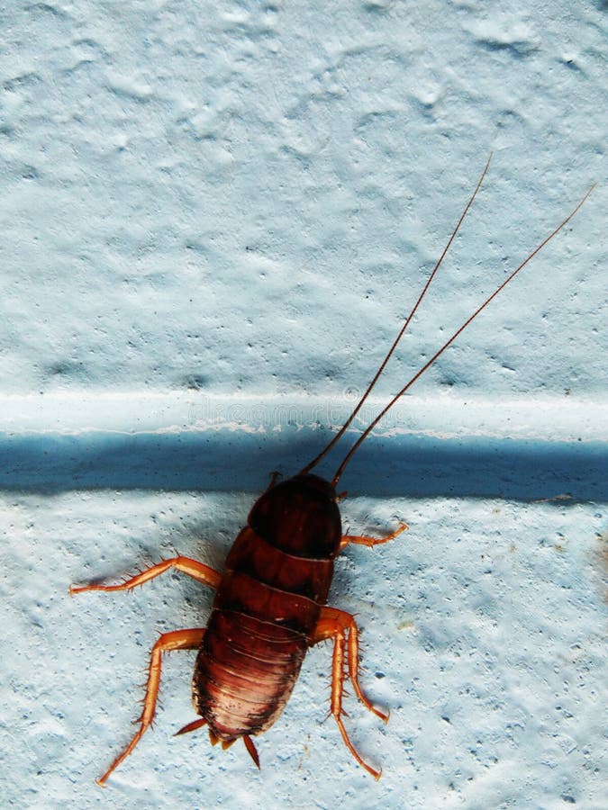 Cockroach stock photo. Image of antenna, creeping, crawling - 101005354