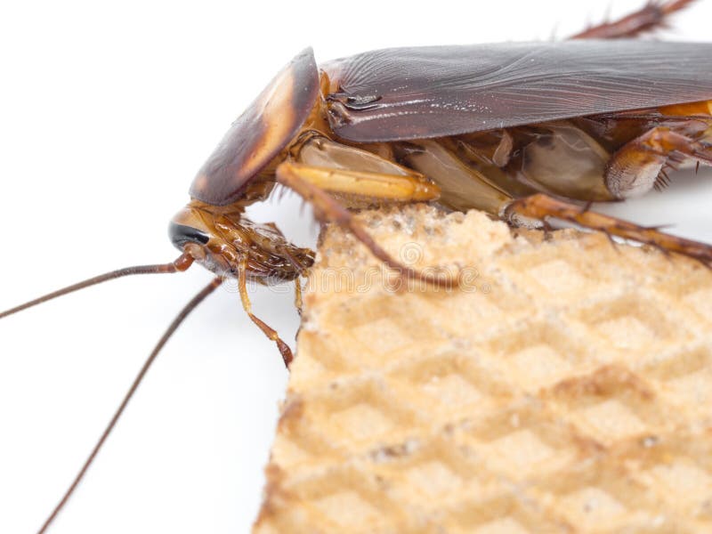 Closeup Cockroach on the Chocolate Wafer, the Blue Background ...