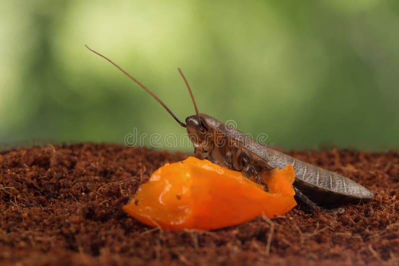 Closeup Cockroach Eats Orange Fruit on Leaves Background Stock Photo ...