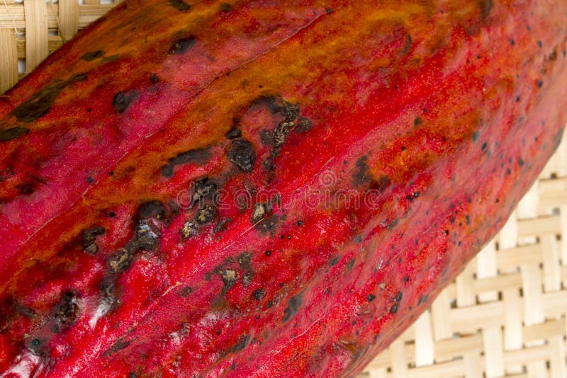 Closeup of Cocoa Shell, Theobroma Cacao Stock Image - Image of fruit ...