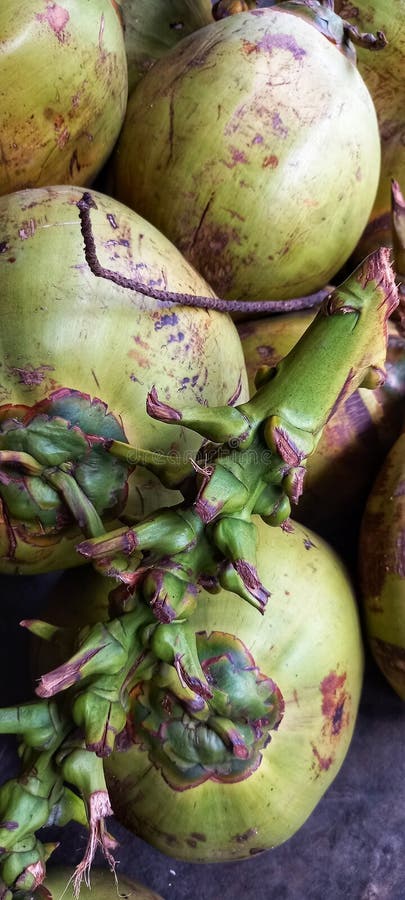 191 Coconut Fruit Gathering Stock Photos - Free & Royalty-Free Stock ...