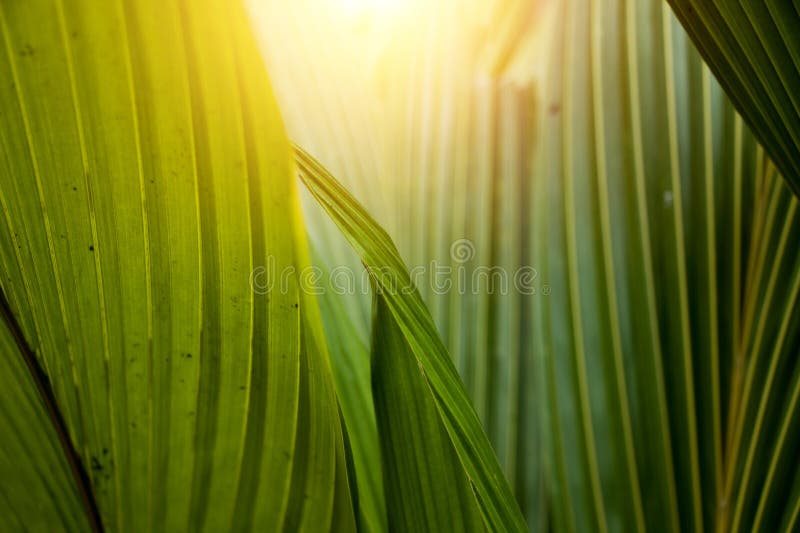 Closeup of Coconut Leaves Having Layered Dimensions, Nature of Coconut ...