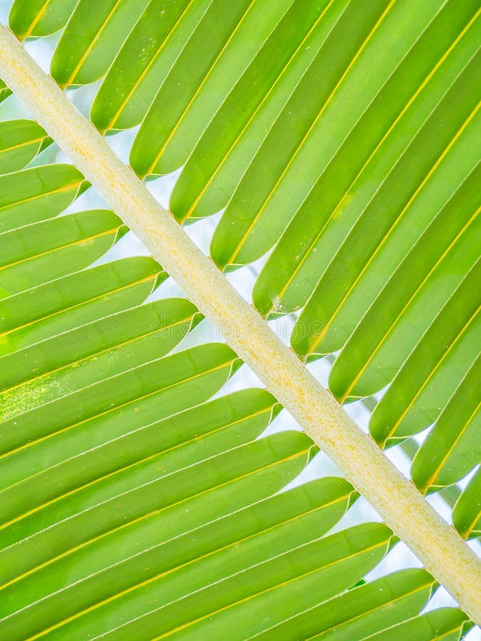 Closeup of Coconut Leaves Pattern and Background Stock Image - Image of ...