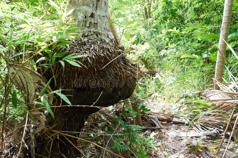 Closeup of Coconut Tree S Roots in a Forest Stock Image - Image of ...
