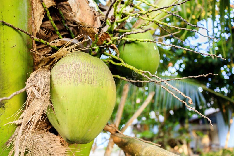 Closeup with the Coconut Petiole Washed-up on the Beach during the Low ...
