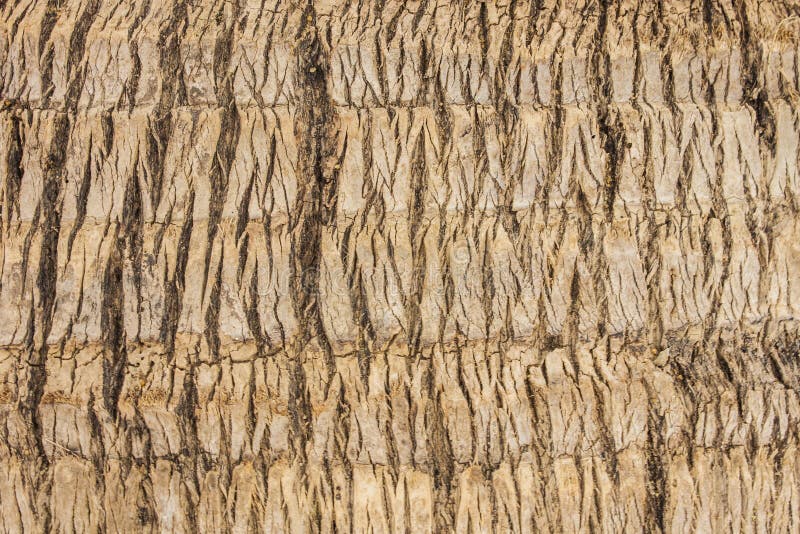 Closeup Coconut Tree Sureface Texture Stock Image - Image of coconut ...