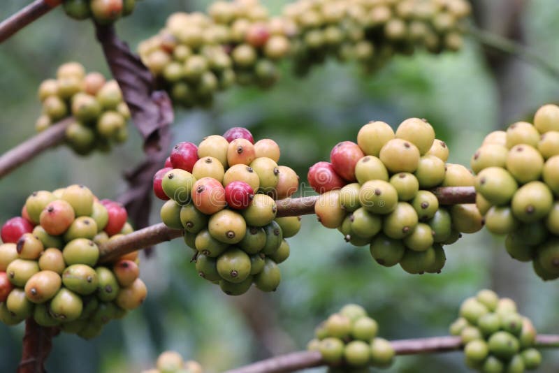 Closeup of Coffee Berry on Robusta Plant Branches Stock Image - Image ...