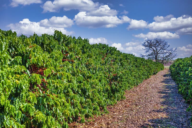 Farm Coffee Plantation In Brazil Stock Photo - Image of meadow ...
