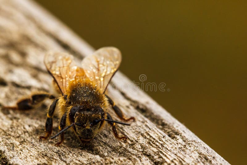 Closeup of a Cold Honey Bee Apis Mellifera with Dew on Its Hair with ...