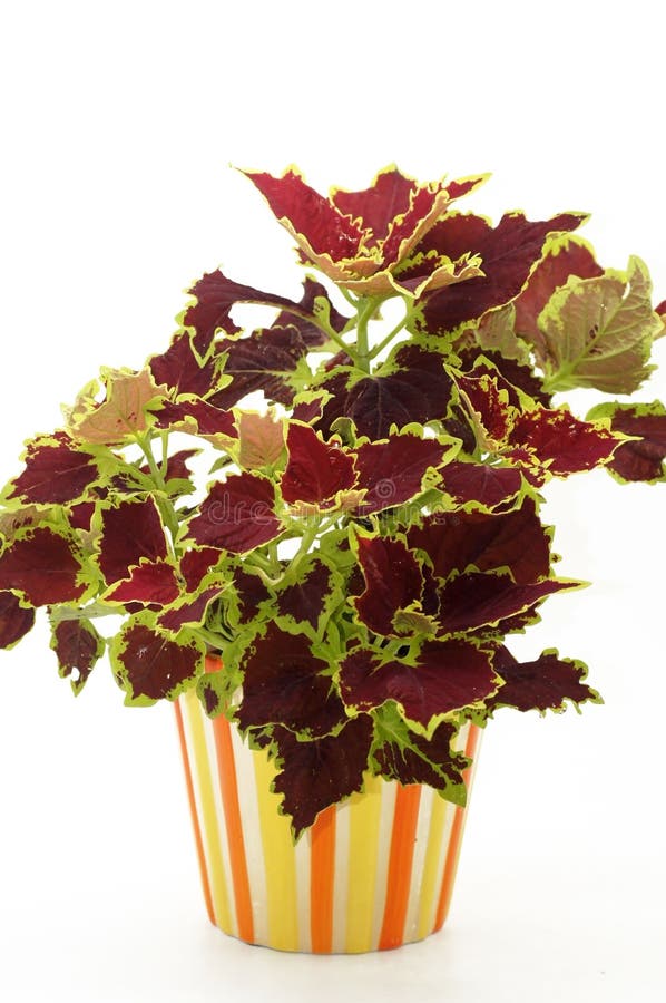 Closeup of a Coleus Isolated on a White Background Stock Photo - Image ...