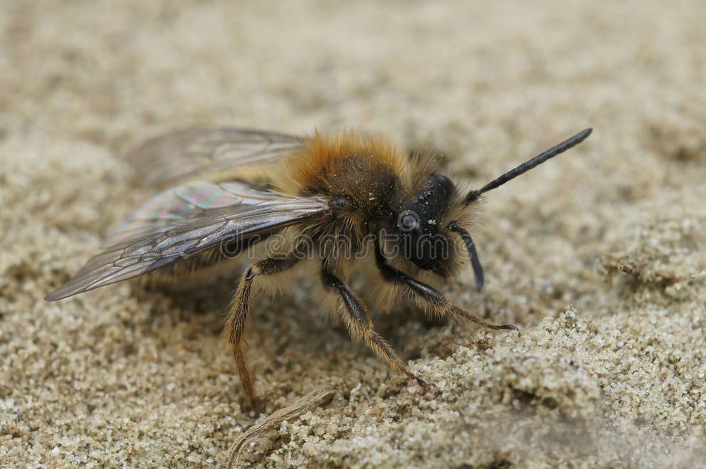 Closeup of Colletes Cunicularius Bee Perching on Sand Stock Photo ...