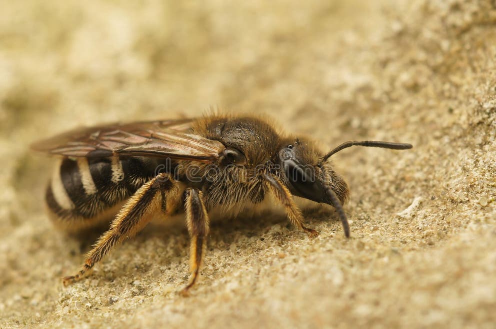Closeup of Colletes Cunicularius Bee Perching on Sand Stock Image ...