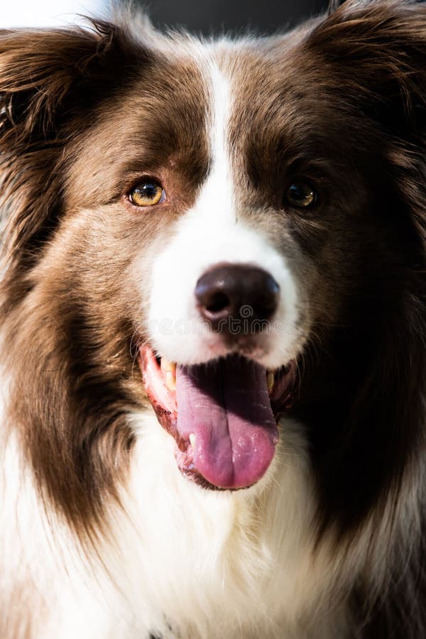 Closeup of a Collie Dog Face Stock Photo - Image of portrait, furry ...
