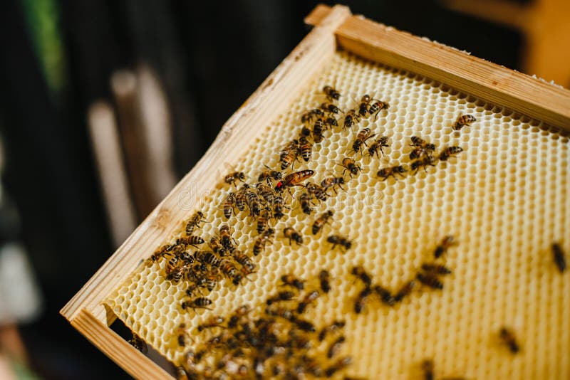 Closeup of a Colony of Bees on a Beehive Stock Photo - Image of colony ...