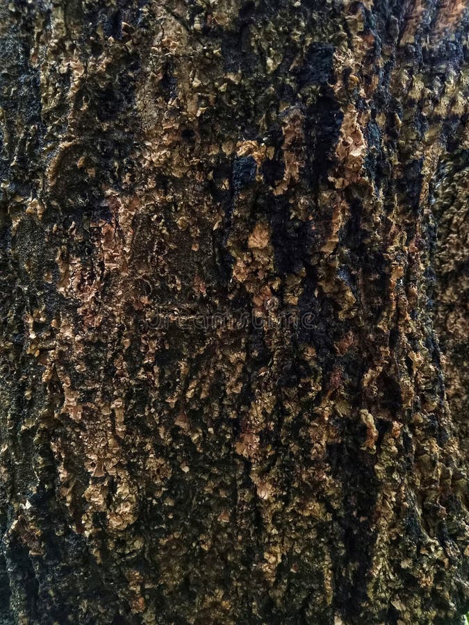 Closeup of Color Saturation and Texture of Tree Bark Surface Stock ...