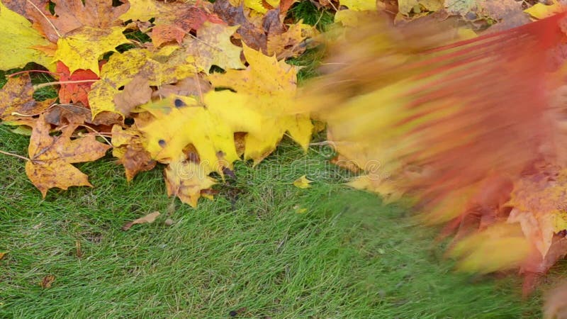 Closeup Colorful Autumn Maple Tree Rake Red Raker Stock Footage - Video ...