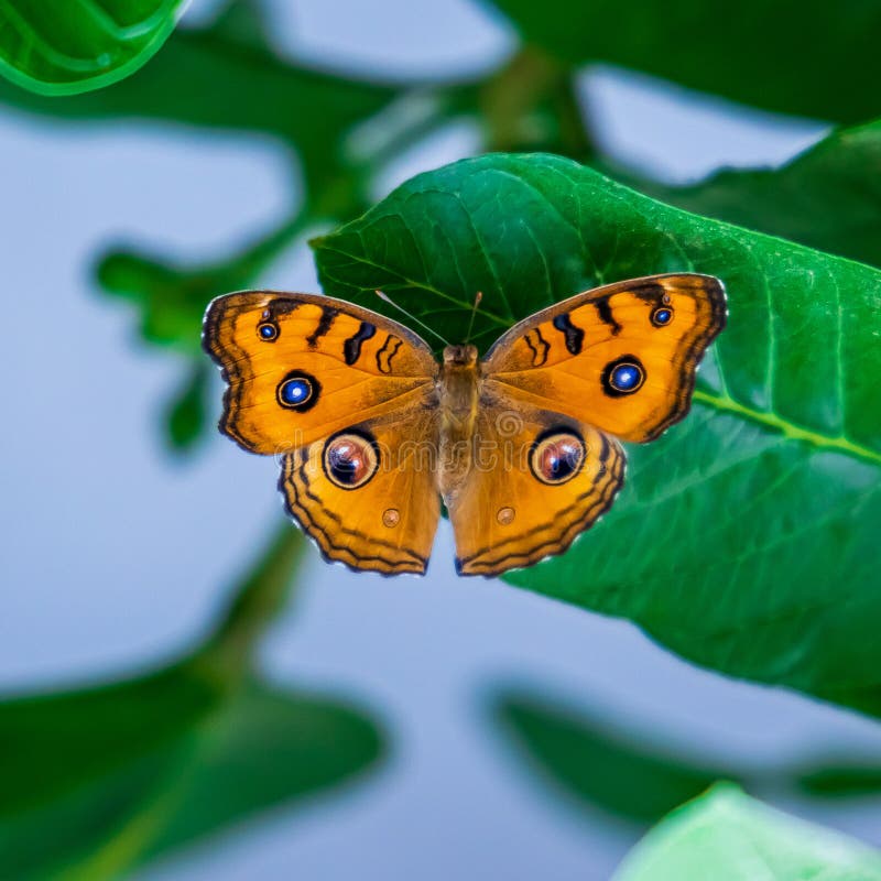 Closeup Colorful Butterfly Spreading Wings on a Green Leaf Stock Photo ...