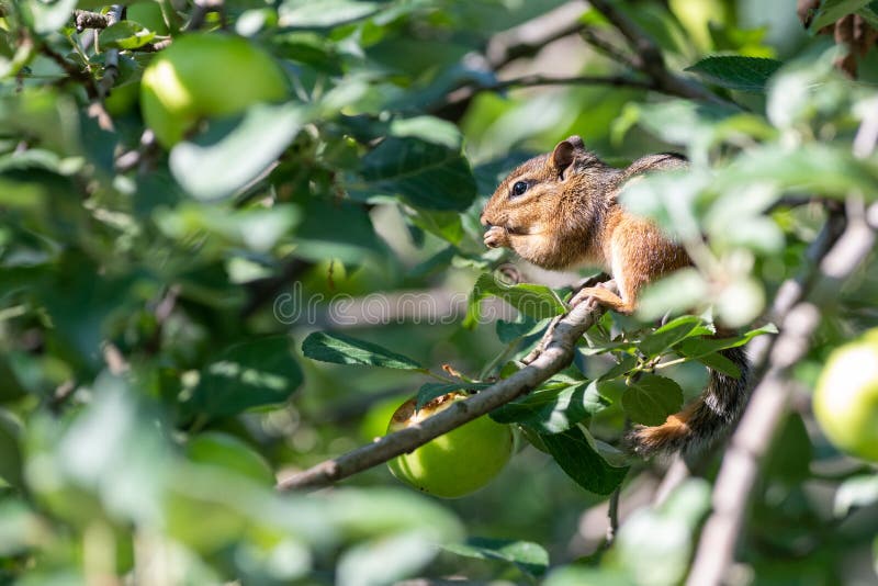 Chipmunk and Apple stock image. Image of claw, animal - 55749961