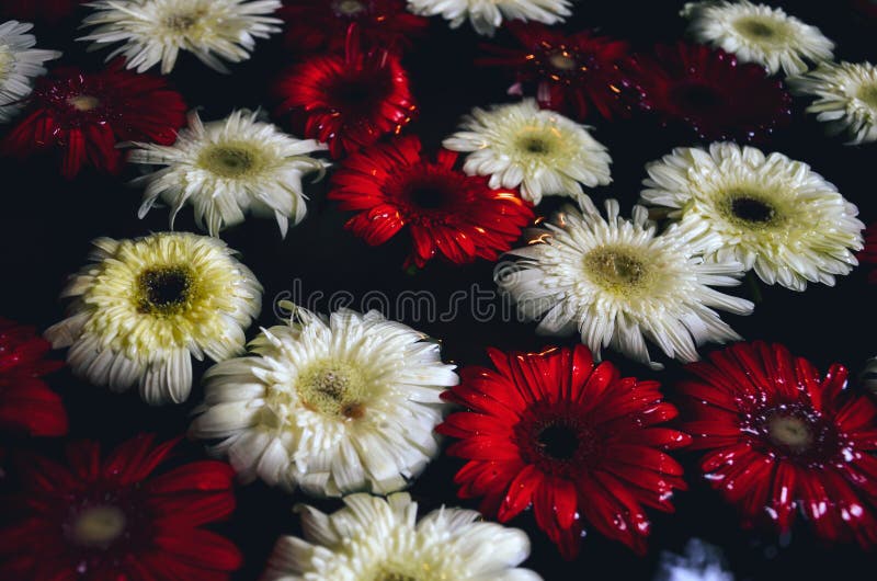 Closeup of Colorful Common Daisy Floating on the Water Stock Photo ...