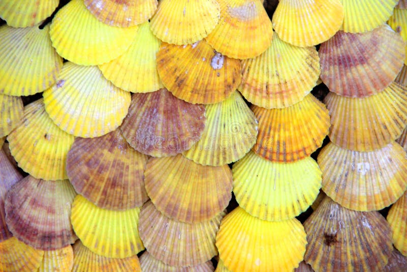 Closeup of Colorful Decorative Shells Stock Photo - Image of color ...