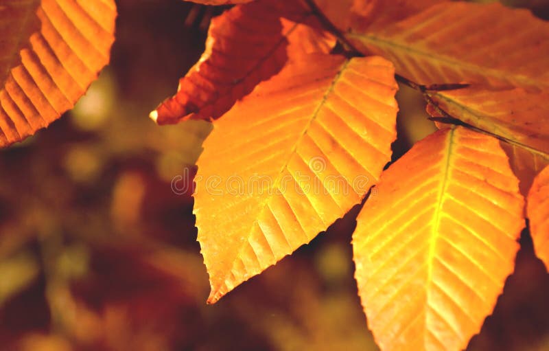 Golden Fall Leaves Closeup View Stock Image - Image of plant, gold ...