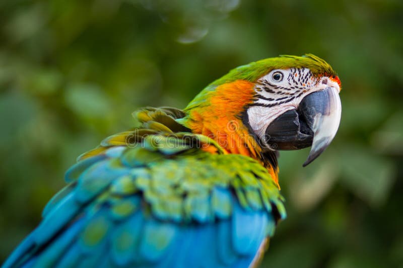 Closeup Colorful Macaw Parrot Miami Florida Closeup Colorful Macaw ...