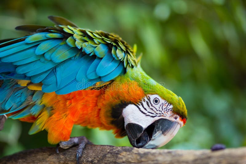 A Closeup of a Colorful Macaw Parrot in Miami Florida Stock Image ...