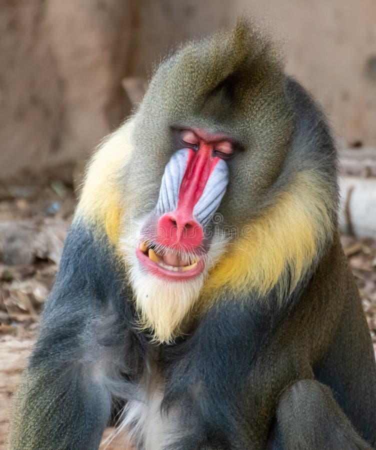 Mandrills Teeth
