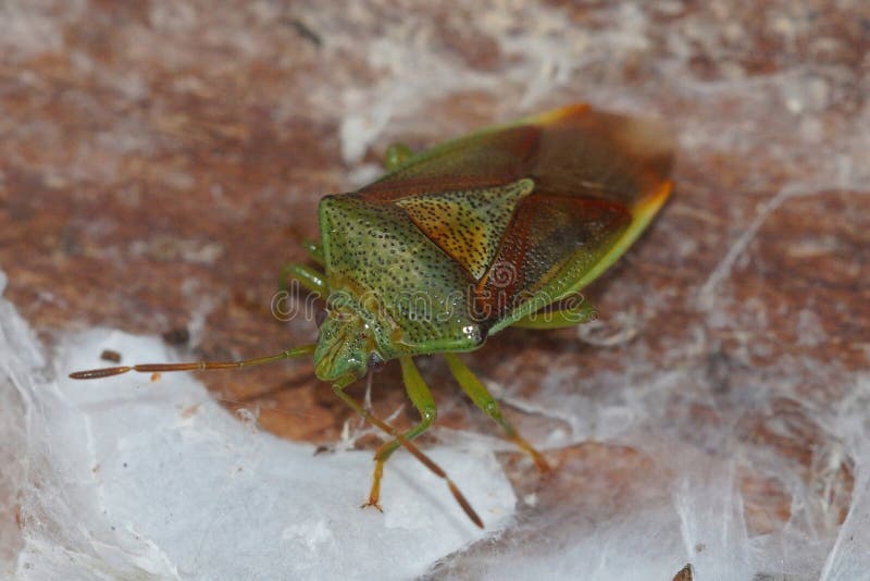 Elasmostethus Interstinctus Stock Photo - Image of beetle, grassland ...