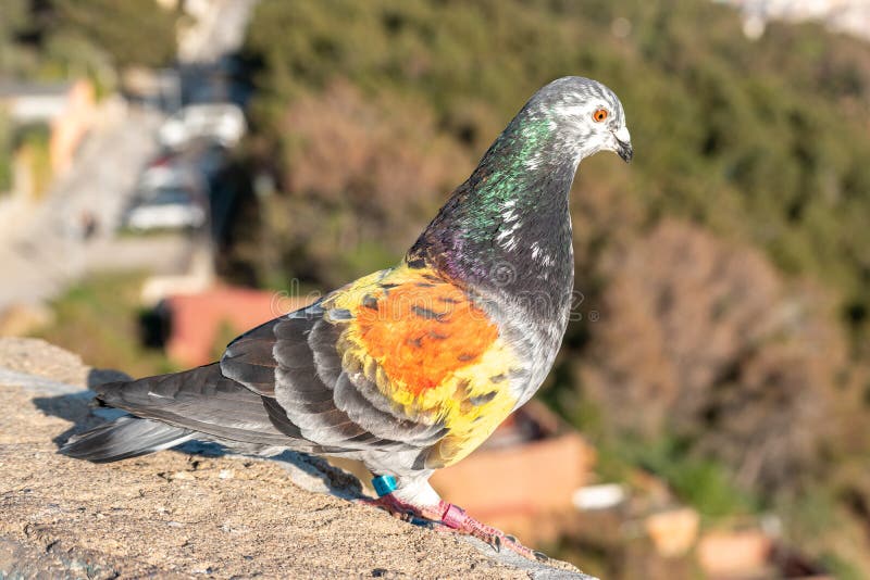 Colorful Pigeon Stock Images - Download 7,748 Royalty Free Photos