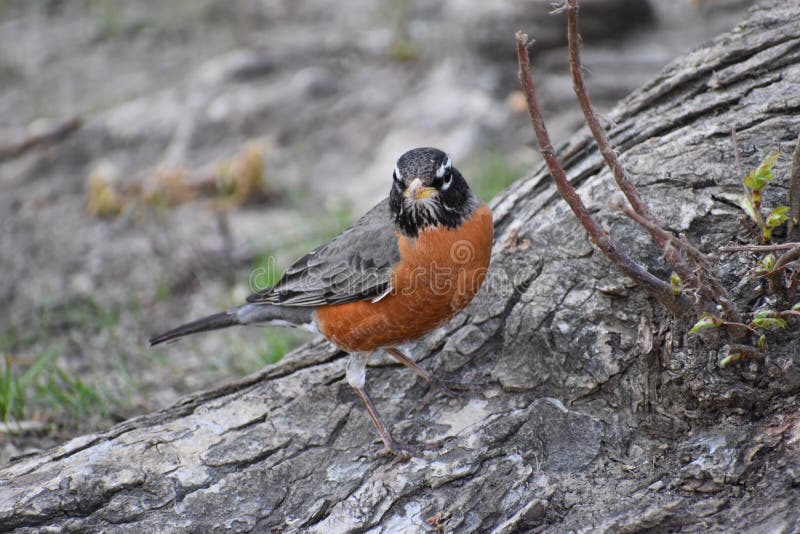 Closeup of a Colorful Robin in a Garden Stock Image - Image of bird ...