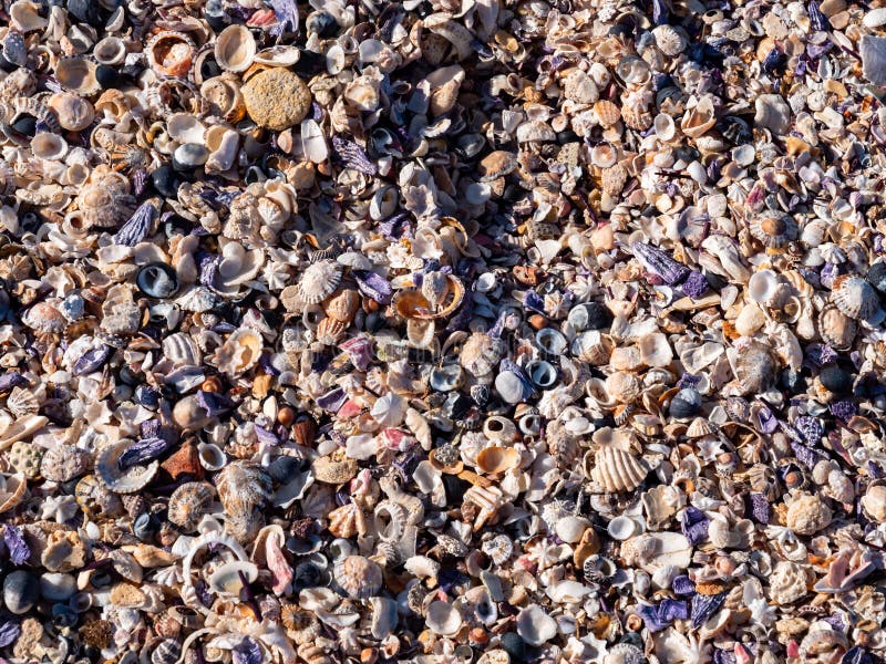 Colorful seashells stock image. Image of shell, shells - 7982463