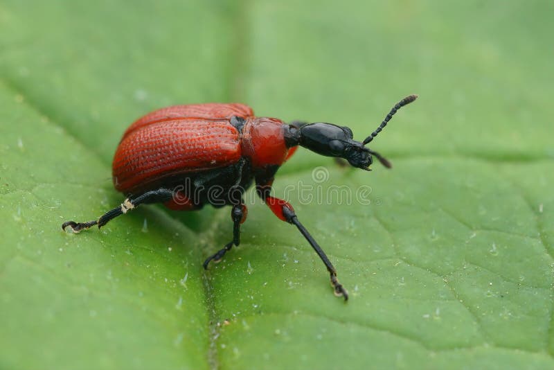 Closeup on a Colorful Small Red Hazel-leaf Roller Weevil Beetle ...