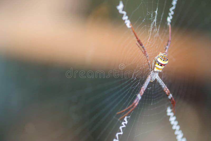 Colorful spider close-up stock photo. Image of arachnid - 109562212